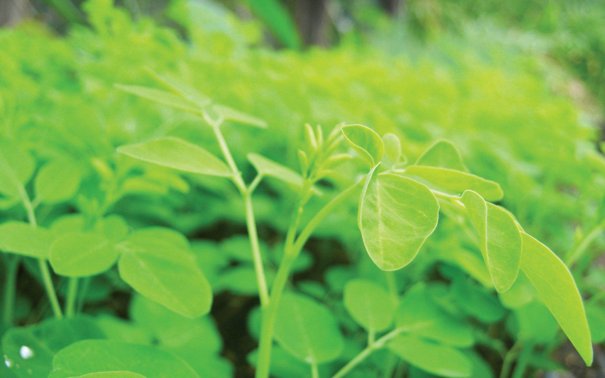 Moringa Oleifera, The Miracle Tree - WORLDCHEFS